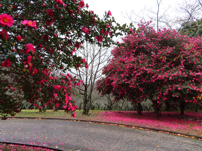 東ゲート側・花木園でサザンカのじゅうたん登場 | るるパーク